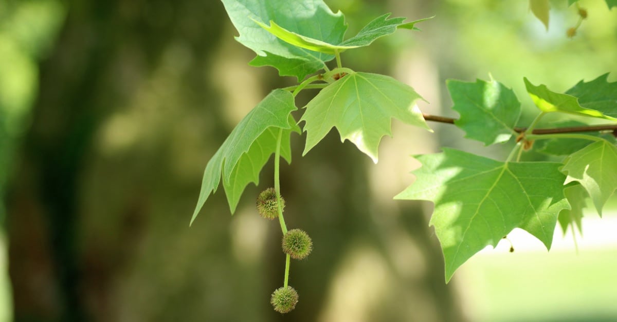 10 rychle rostoucích stromů, jež bleskově zazelení zahradu | Hobbio.cz