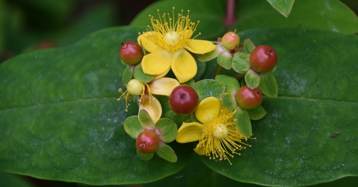 10 léčivých rostlin se žlutými květy: žlutá bylinka! | Hobbio.cz