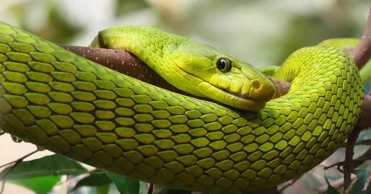 TOP 20: Nejjedovatější hadi v ČR a ve světě | Hobbio.cz