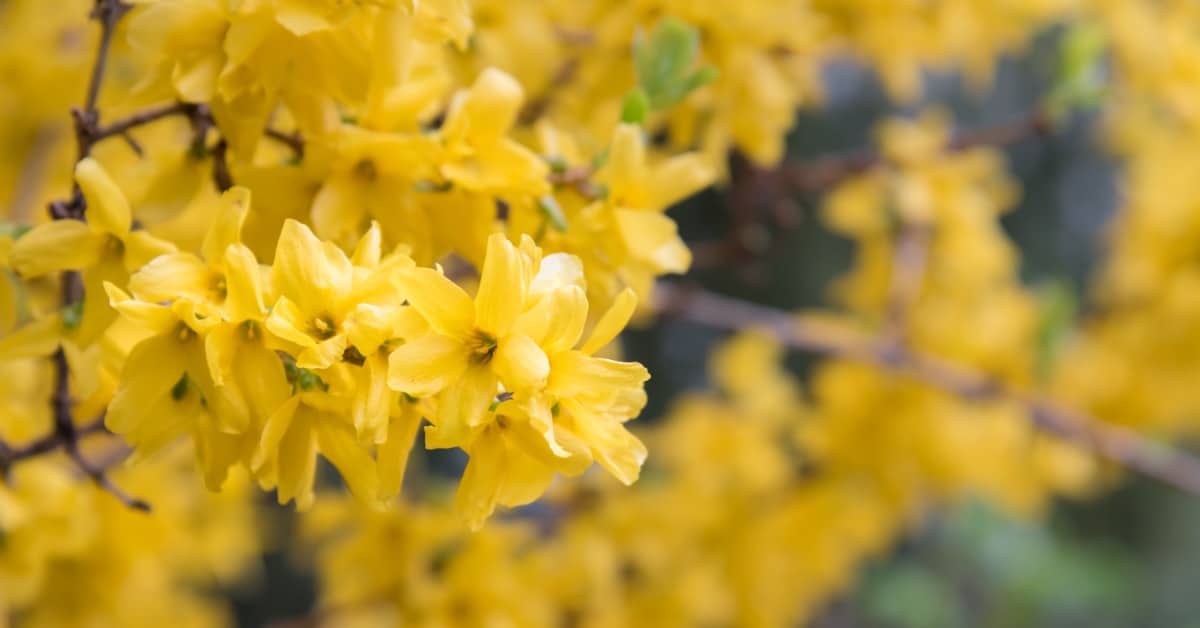 10 nejhezčích žlutě kvetoucích keřů, jež si zamilujete | Hobbio.cz