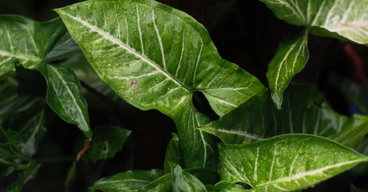 10 nejznámějších pokojových popínavých rostlin: druhy liján | Hobbio.cz