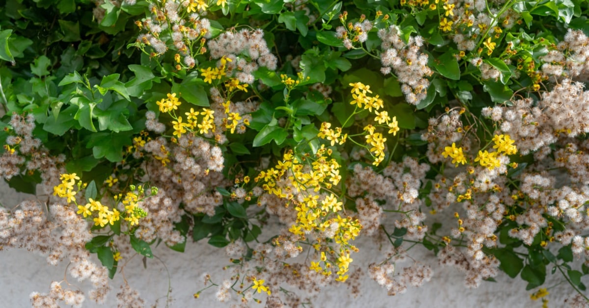 10 nejznámějších druhů břečťanu: tipy na pěstování | Hobbio.cz