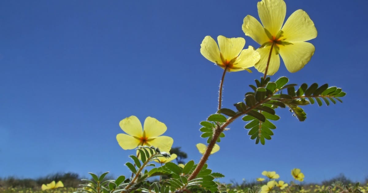 10 léčivých rostlin se žlutými květy: žlutá bylinka! | Hobbio.cz