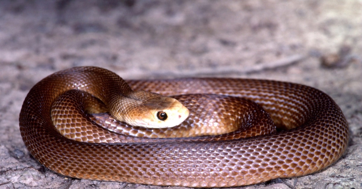TOP 20: Nejjedovatější hadi v ČR a ve světě | Hobbio.cz