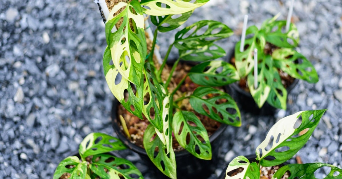 10 nejznámějších druhů monstery: tipy na pěstování | Hobbio.cz