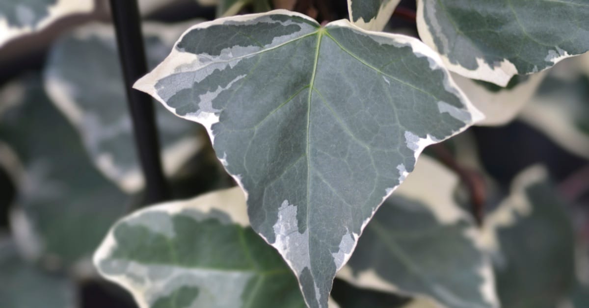 10 nejznámějších druhů břečťanu: tipy na pěstování | Hobbio.cz