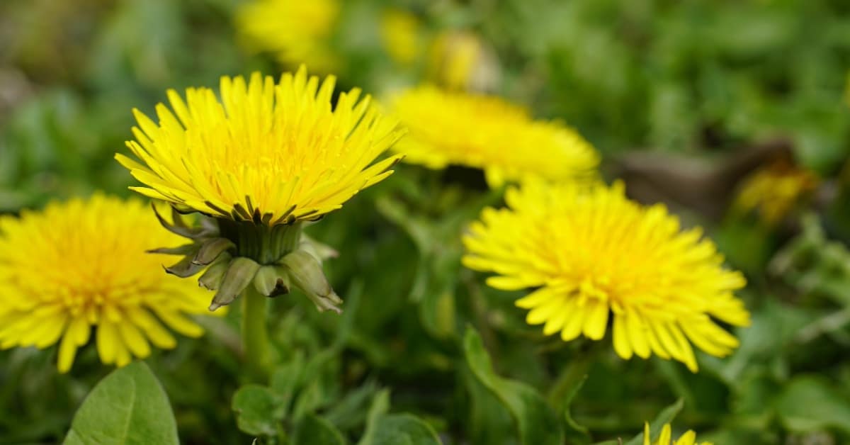 10 léčivých rostlin se žlutými květy: žlutá bylinka! | Hobbio.cz
