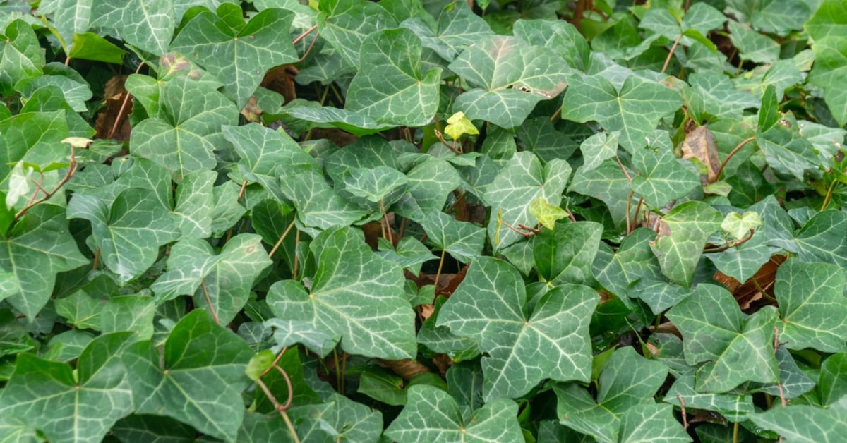 10 nejznámějších druhů břečťanu: tipy na pěstování | Hobbio.cz