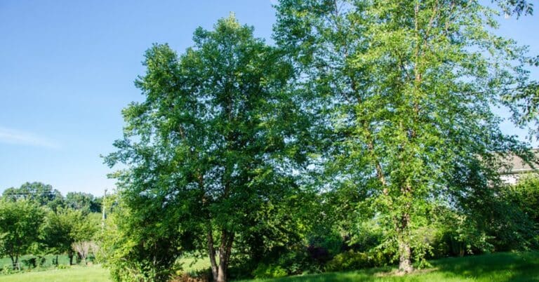 10 rychle rostoucích stromů, jež bleskově zazelení zahradu | Hobbio.cz