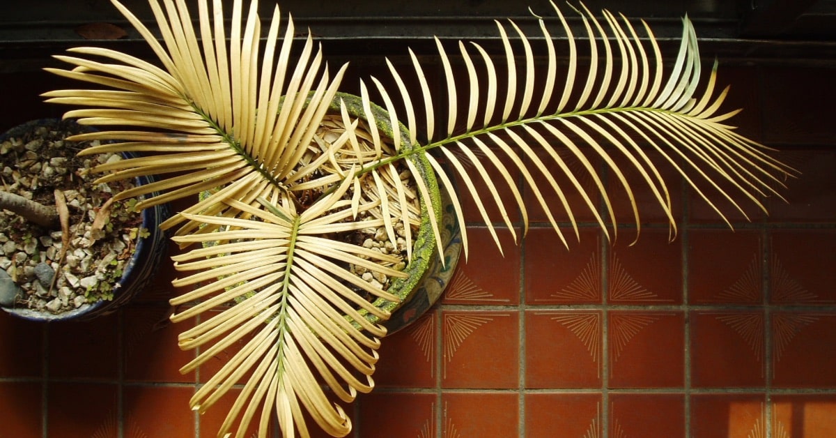 10 nejznámějších druhů palem: tipy na pěstování | Hobbio.cz