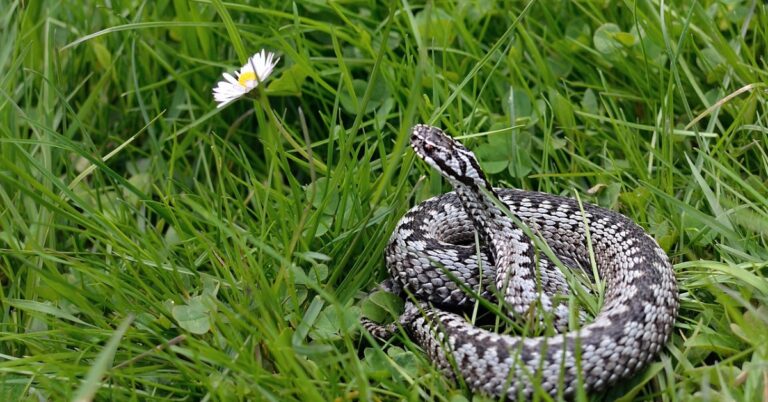 TOP 20: Nejjedovatější hadi v ČR a ve světě | Hobbio.cz
