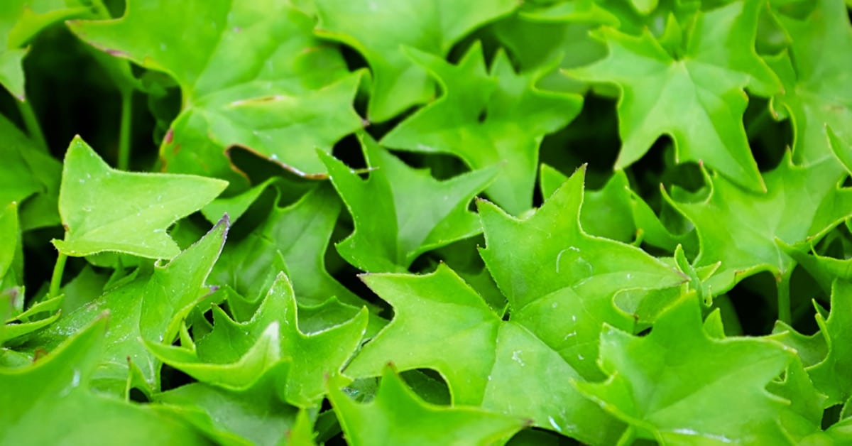 10 nejznámějších druhů břečťanu: tipy na pěstování | Hobbio.cz