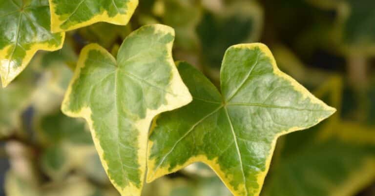 10 nejznámějších druhů břečťanu: tipy na pěstování | Hobbio.cz