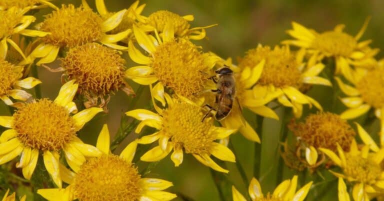 Nejrozšířenější jehličnaté stromy v ČR | Hobbio.cz