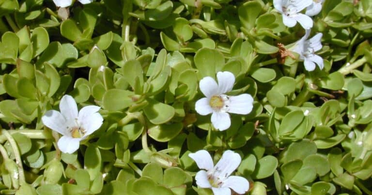 Bakopa drobnolistá: 11 tipů pro pěstování – charakteristika | Hobbio.cz