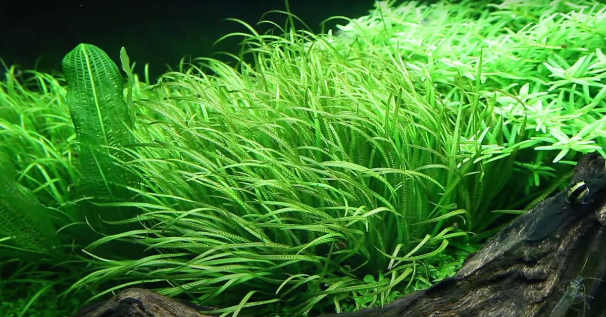 Blyxa japonská: 11 tipů pro pěstování – charakteristika | Hobbio.cz