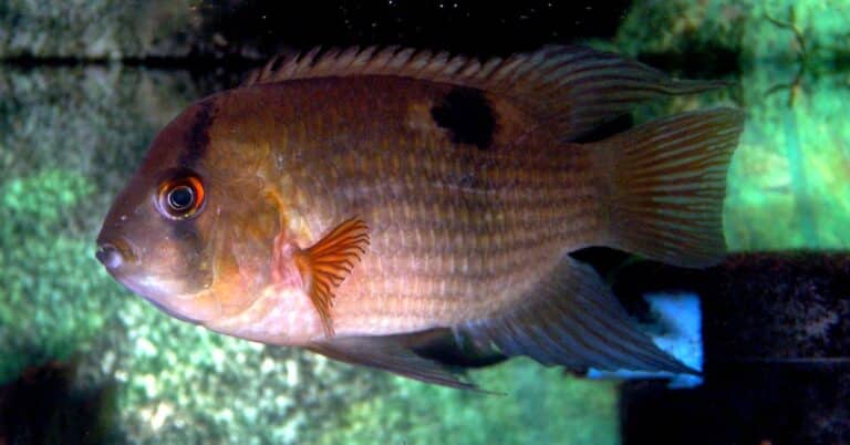 Akara hnědá: 11 tipů pro chov – charakteristika | Hobbio.cz