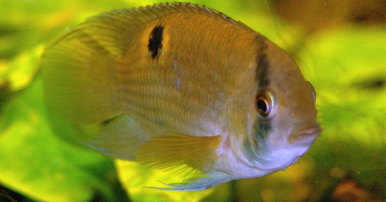 Akara hnědá: 11 tipů pro chov – charakteristika | Hobbio.cz