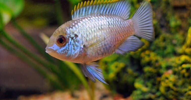 Akara modrá: 11 tipů pro chov – charakteristika | Hobbio.cz
