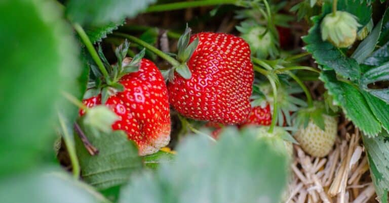 Nejrozšířenější jehličnaté stromy v ČR | Hobbio.cz