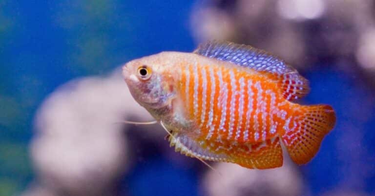 10 nejoblíbenějších ještěrek do terária pro začátečníky | Hobbio.cz