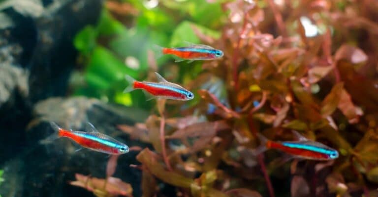 Neonka červená: 11 tipů pro chov – charakteristika | Hobbio.cz