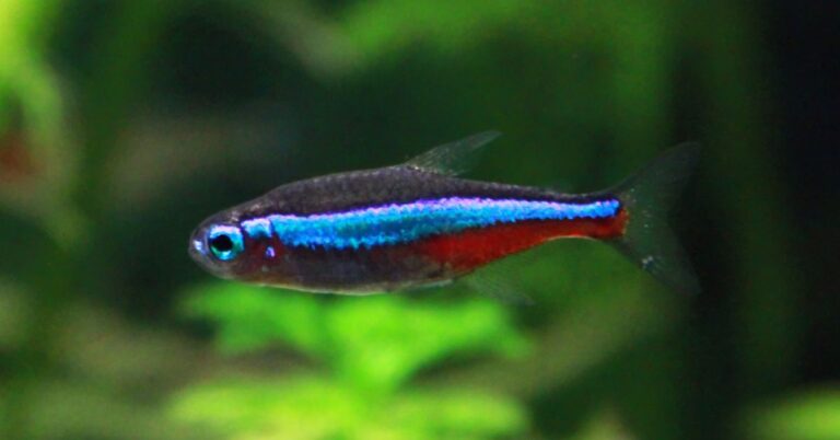Neonka modrá: 11 tipů pro chov – charakteristika | Hobbio.cz