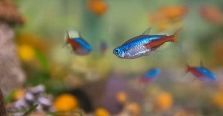 Neonka obecná: 11 tipů pro chov – charakteristika | Hobbio.cz