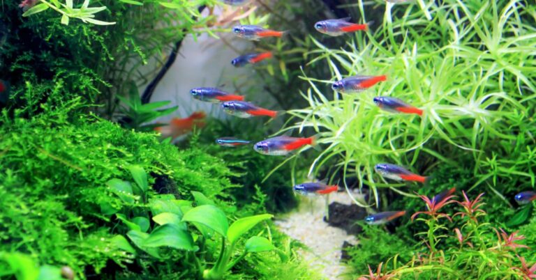 Neonka obecná: 11 tipů pro chov – charakteristika | Hobbio.cz