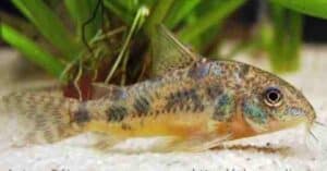 Pancéřníček skvrnitý: 11 tipů pro chov – charakteristika | Hobbio.cz