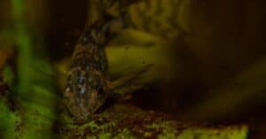 Pancéřníček skvrnitý: 11 tipů pro chov – charakteristika | Hobbio.cz