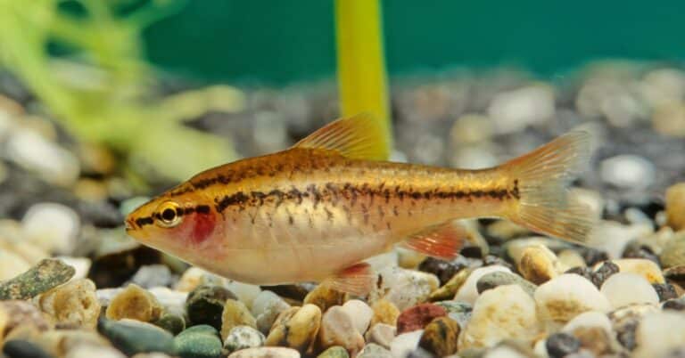 Parmička duhová: 11 tipů pro chov – charakteristika | Hobbio.cz