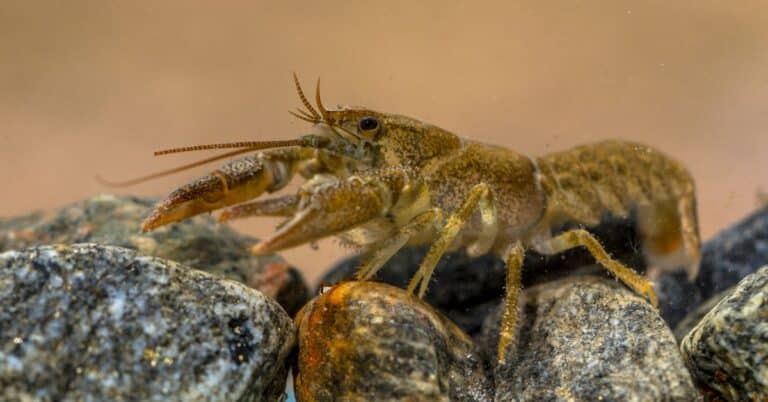 Rak říční: 11 tipů pro chov – charakteristika | Hobbio.cz