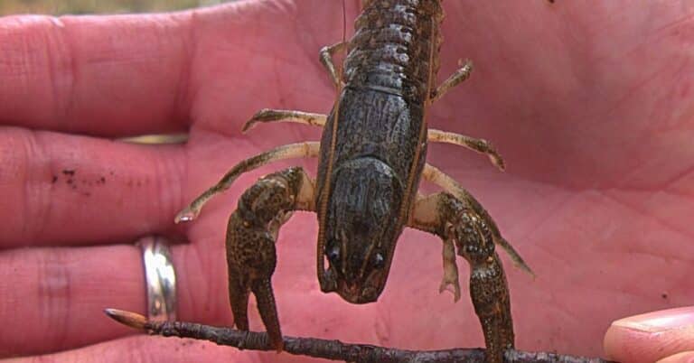 Rak říční: 11 tipů pro chov – charakteristika | Hobbio.cz