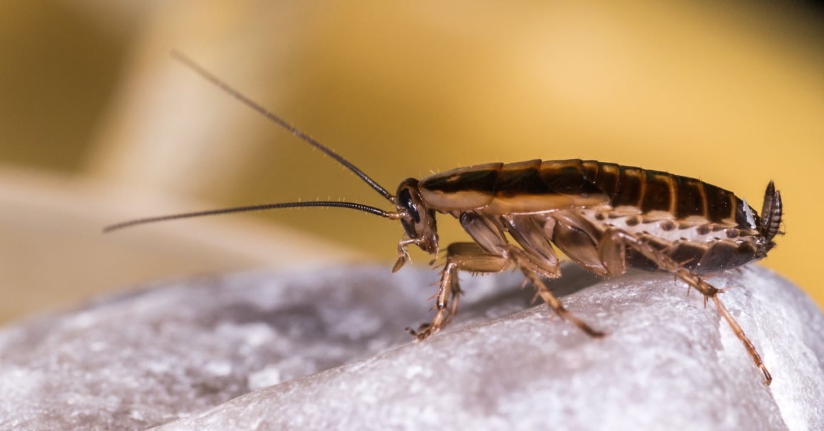 10 tipů, jak se zbavit švábů jednou pro vždy | Hobbio.cz