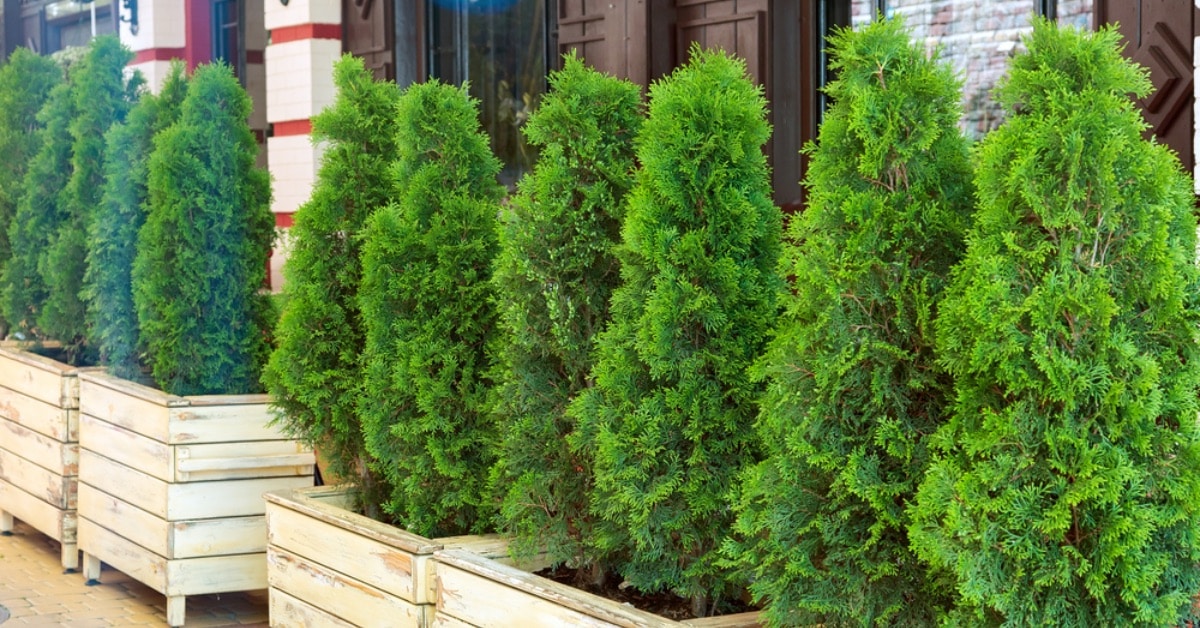 10 užitečných tipů, jak pěstovat túje v květináči | Hobbio.cz