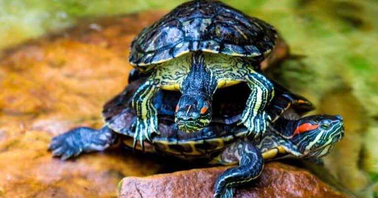 Želva nádherná: 11 tipů pro chov – charakteristika | Hobbio.cz