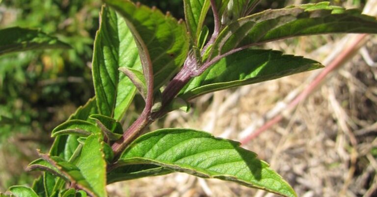 10 nejznámějších druhů máty: tipy na pěstování | Hobbio.cz