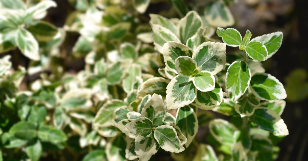 10 popínavých rostlin, které neopadají: stálezelené | Hobbio.cz