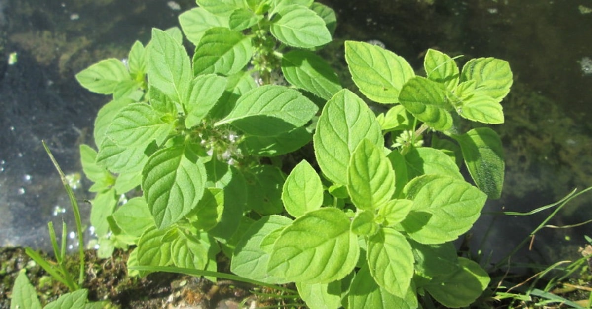 10 nejznámějších druhů máty: tipy na pěstování | Hobbio.cz