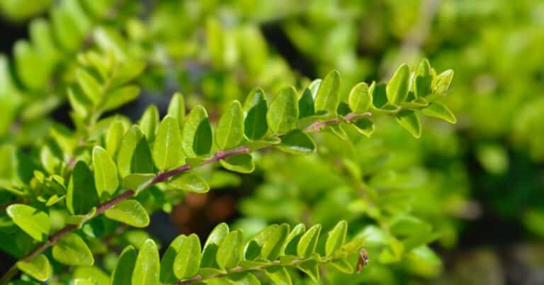 10 popínavých rostlin, které neopadají: stálezelené | Hobbio.cz