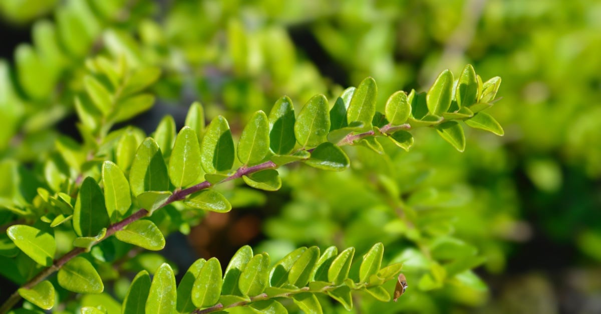 10 popínavých rostlin, které neopadají: stálezelené | Hobbio.cz