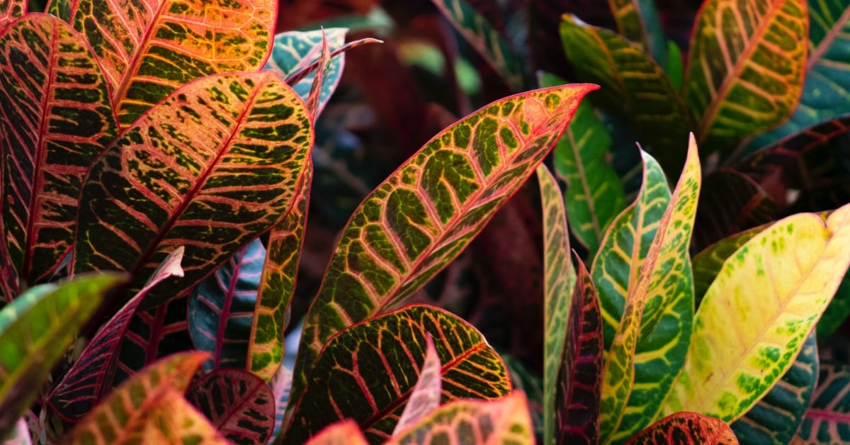 10 nejznámějších druhů krotonu: tipy na pěstování | Hobbio.cz