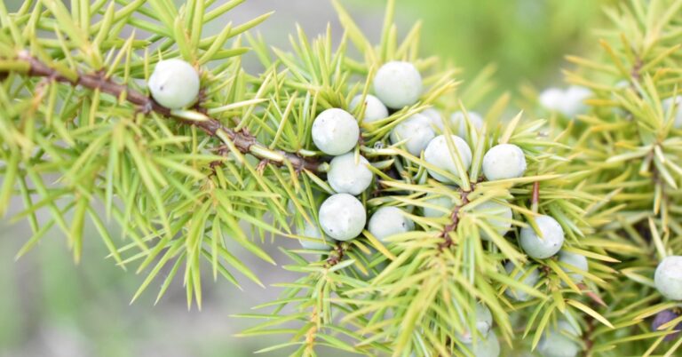 Nejrozšířenější listnaté stromy v ČR | Hobbio.cz