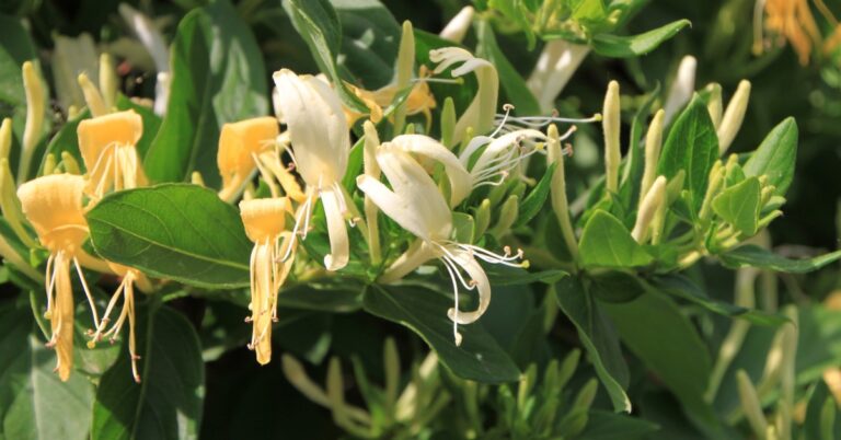 10 popínavých rostlin, které neopadají: stálezelené | Hobbio.cz