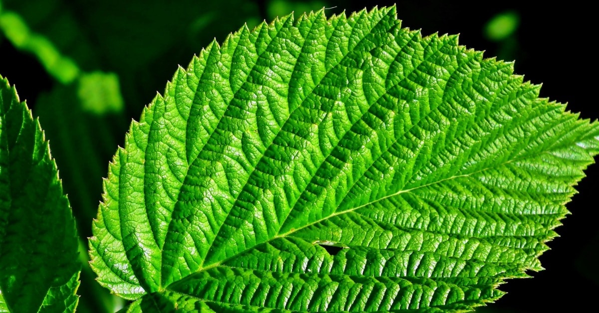 10 nejznámějších nemocí maliníku: jak se zbavit a prevence? | Hobbio.cz