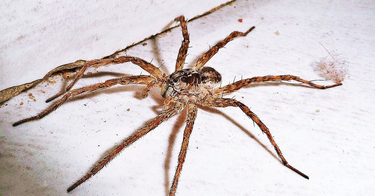 15 konkrétních tipů, jak se zbavit pavouků v domácnosti | Hobbio.cz