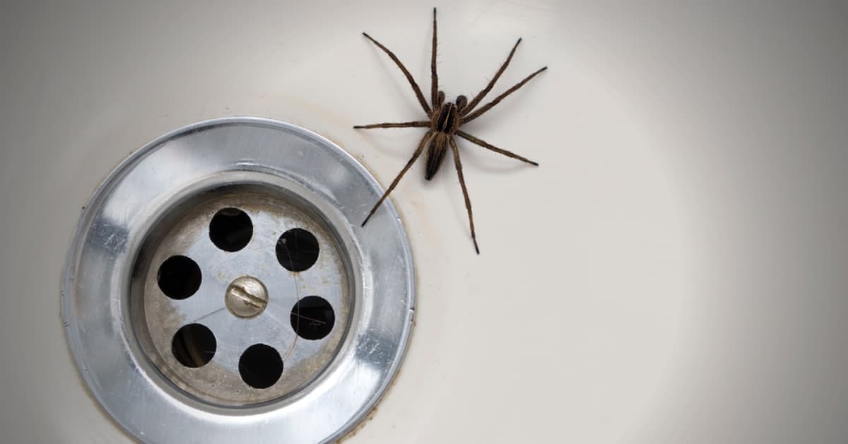 15 konkrétních tipů, jak se zbavit pavouků v domácnosti | Hobbio.cz