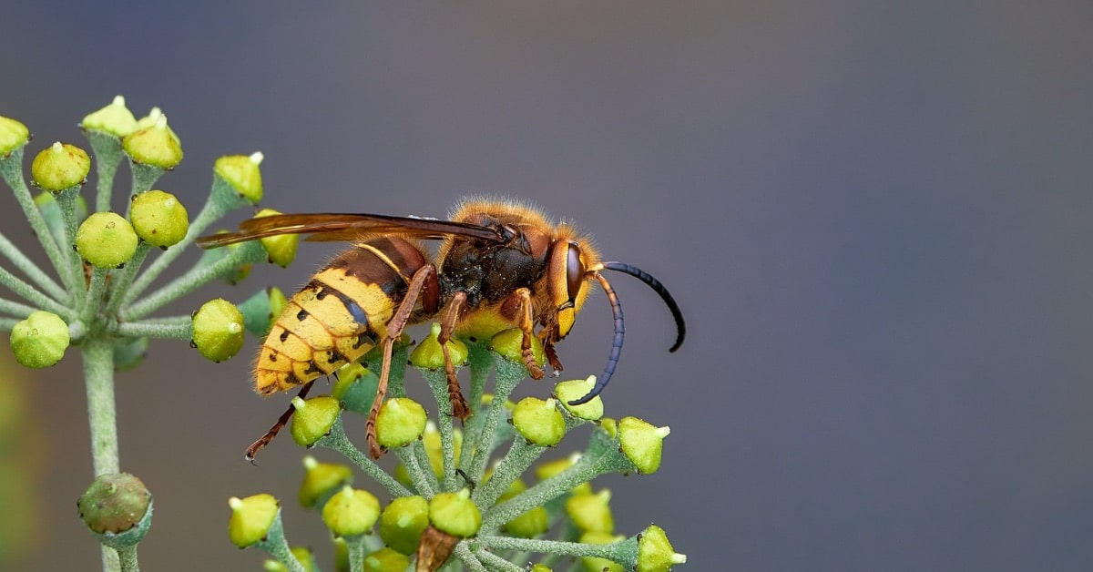 Sršeň mandarínská vs. sršeň obecná: nebezpečný zabiják | Hobbio.cz