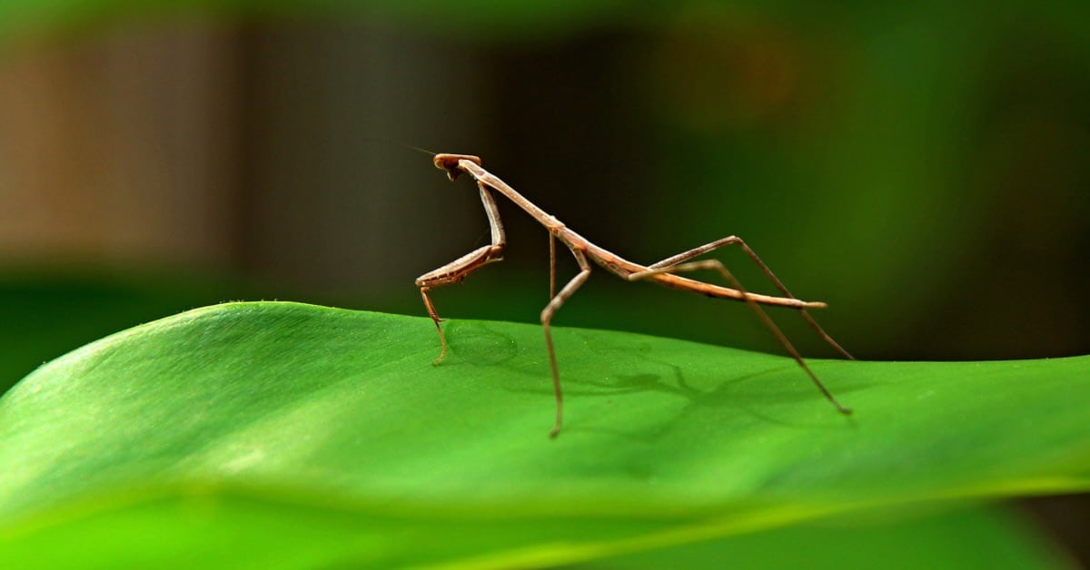 15 užitečných rad, jak na chov strašilek | Hobbio.cz